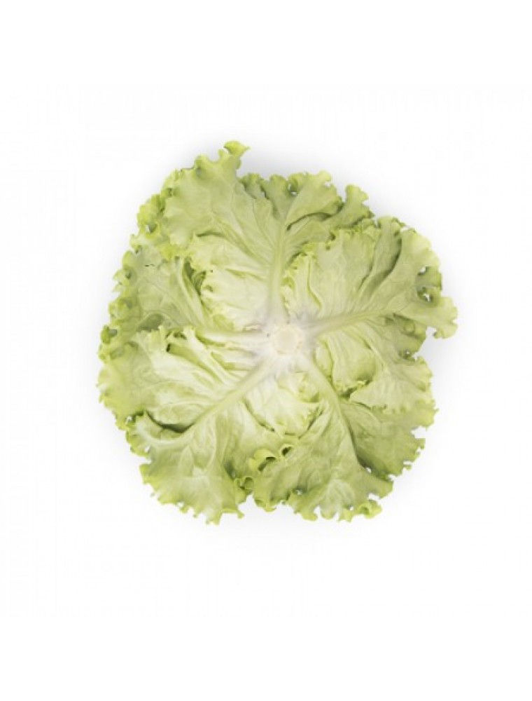 Μαρούλι Meglion Rijk Zwaan 5000sd