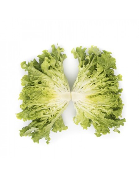 Μαρούλι Meglion Rijk Zwaan 5000sd