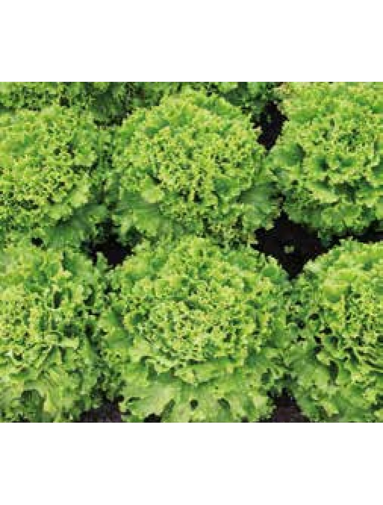 Μαρούλι Vignole 5000pills (Syngenta)